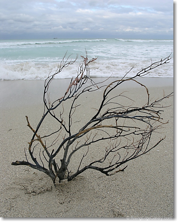 Full Screen - Seaside Tree